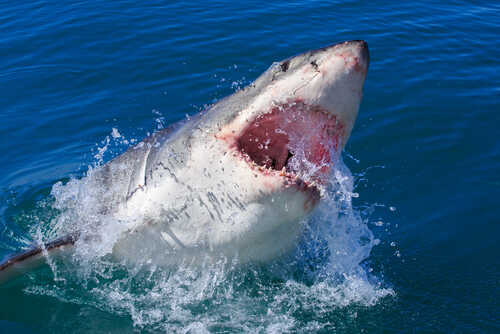 Tourist Killed in Unprecedented Shark Incident | Presidential Hill